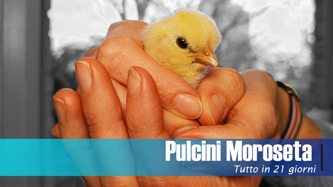 5 Pulcini MOROSETA in 21 Giorni - Storia di un piccolo allevamento ...