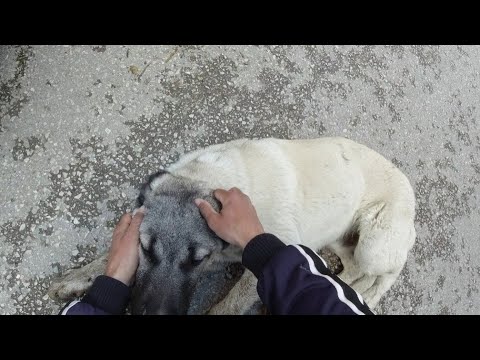 ÇAM KESE TIRTILI YAVRU KÖPEKLERİ ZEHİRLEDİ - ACİL VETERİNERE GÖTÜRDÜM (GADDAR DAYININ DURUMU AĞIR)
