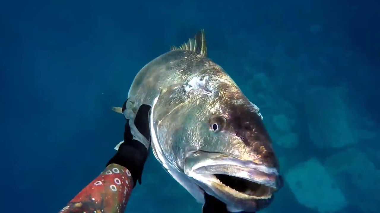 Spearfishing giant Jewfish/mulloway 31.5kg .Team Ckv&Ffsub - YouTube