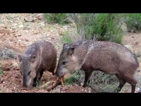 Short Javelina fight followed by a nap and then an unlikely extremely ...