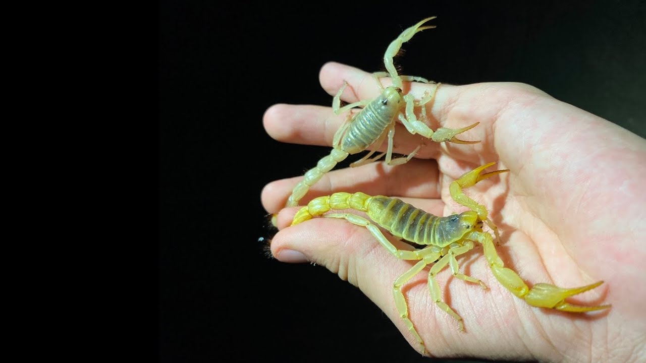 Looking for America's Largest Scorpions - YouTube