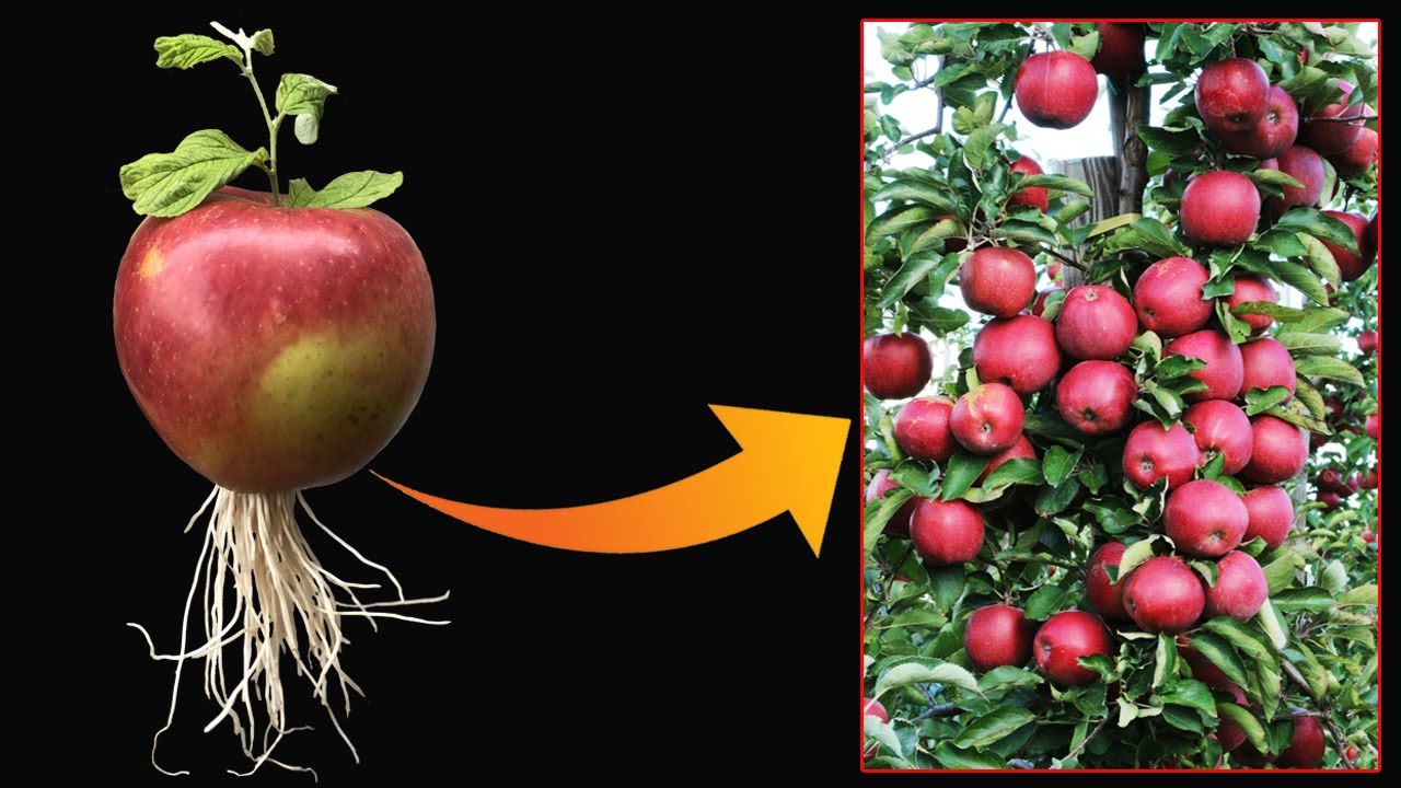 I was surprised to breed apples this way - YouTube
