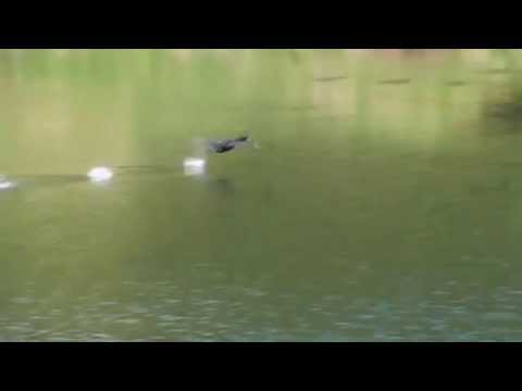お堀のカモ？ Duck or  Cormorant ,(Chag) ?  at Palace Mort.