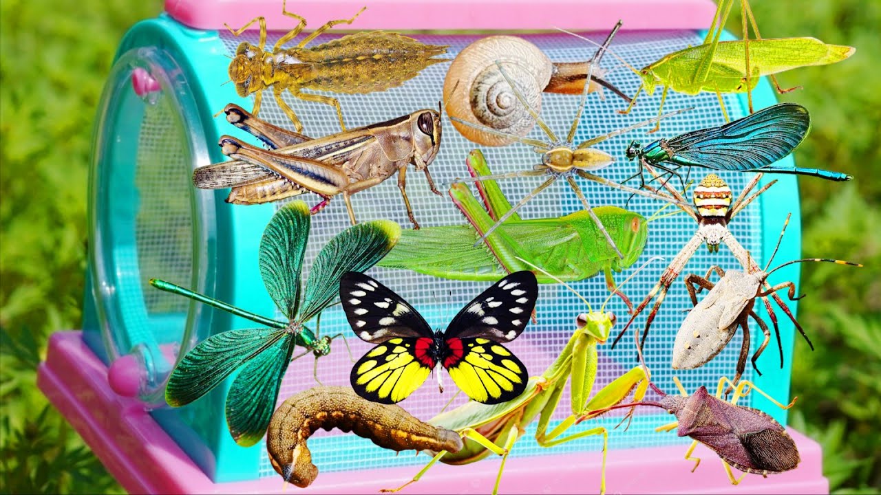 Catching Amazing Wild Insects: Giant Grasshopper, Praying Mantis ...