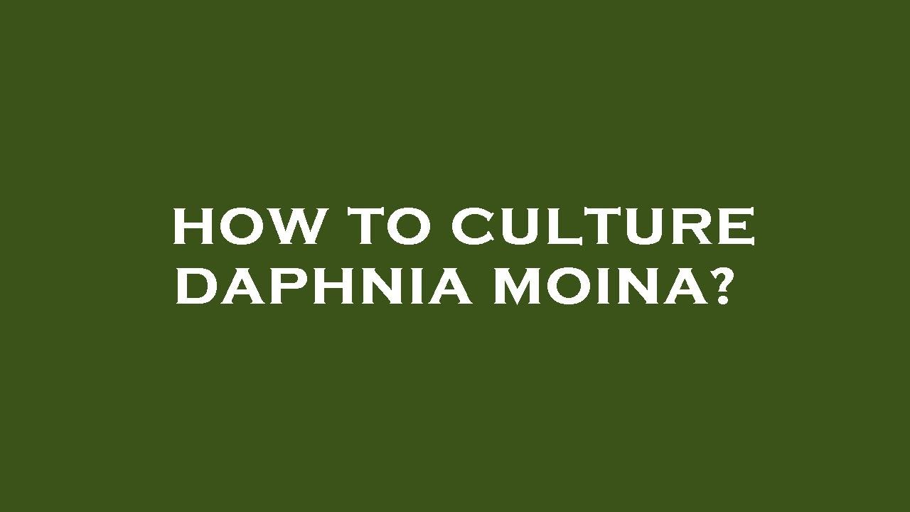 How to culture daphnia moina? - YouTube