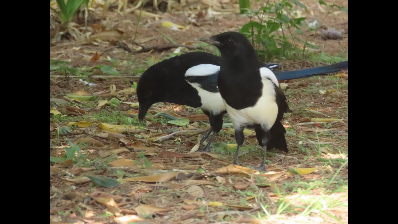contraste color y preciosas corvidas/color contrast and beautiful ...