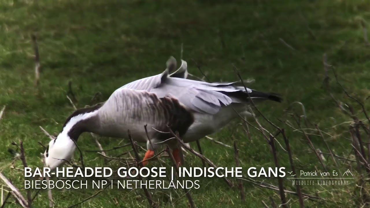 Bar-Headed Goose | Indische Gans - YouTube