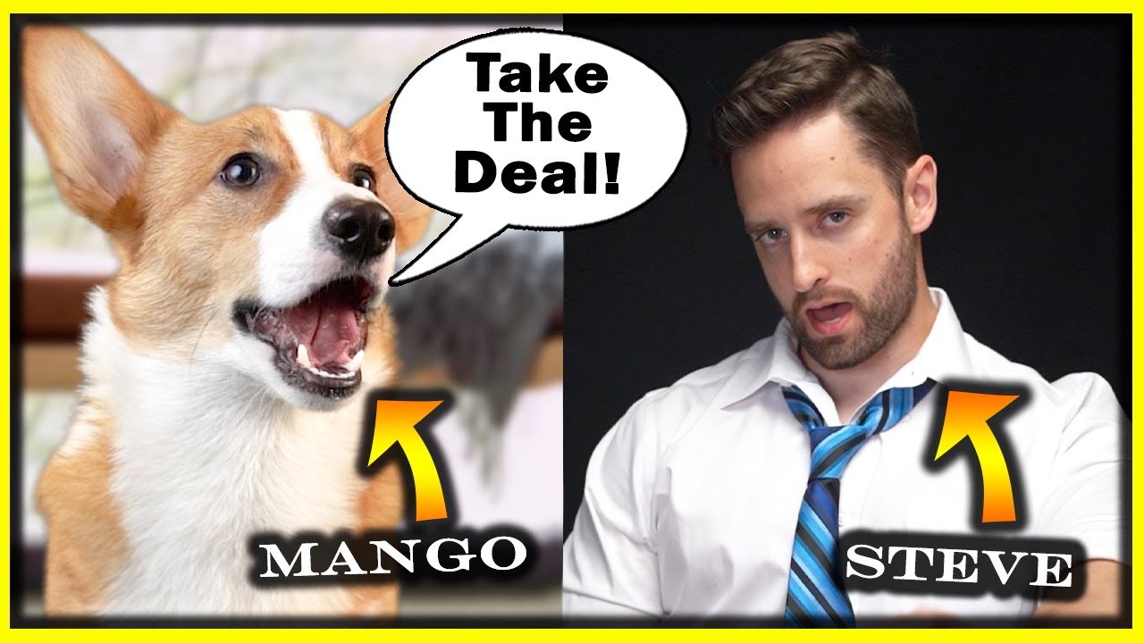 Corgi And I Negotiate A Deal YouTube corgi-and-i-negotiate-a-deal-youtube
