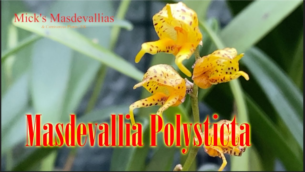 Masdevallia Polysticta "yellow" Variety Spotlight Video (68) Orchid ...