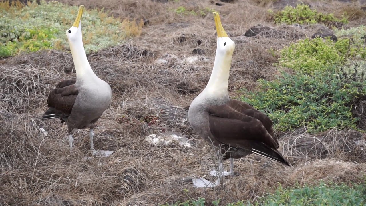 Albatross mating dance (A Galapagos short) - YouTube