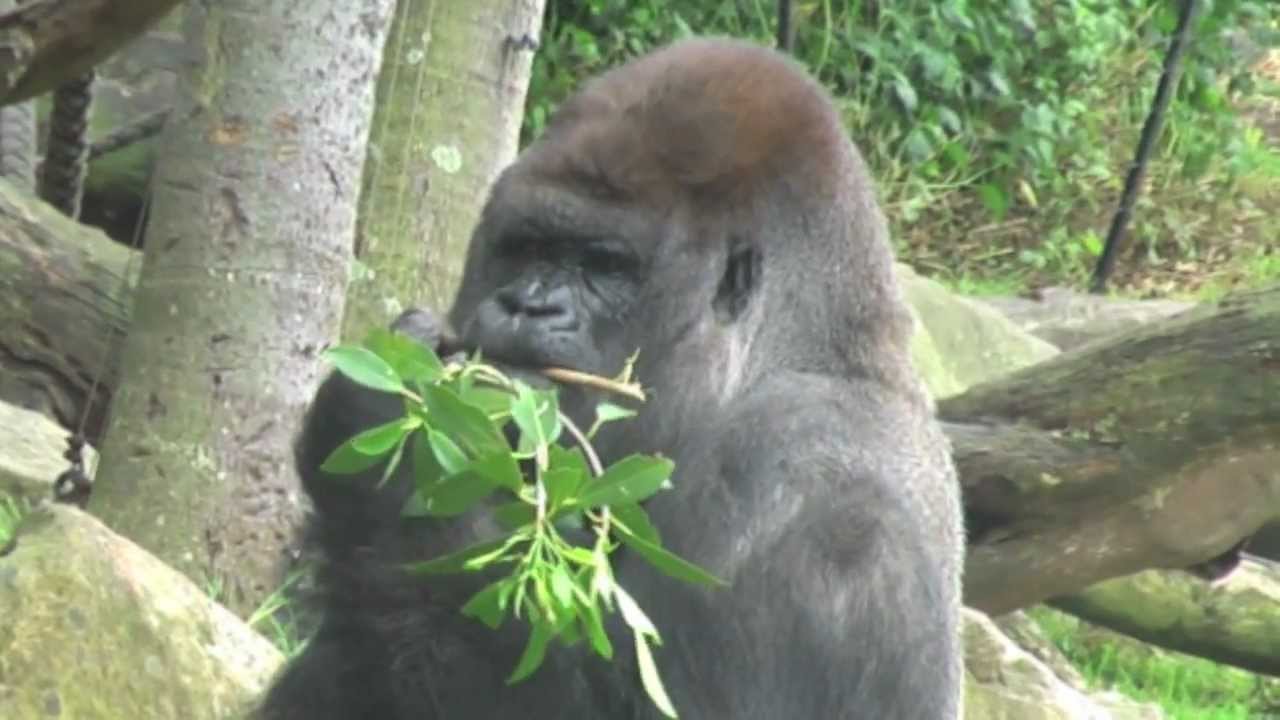 Silverback gorilla and cute baby gorilla share some lunch - YouTube