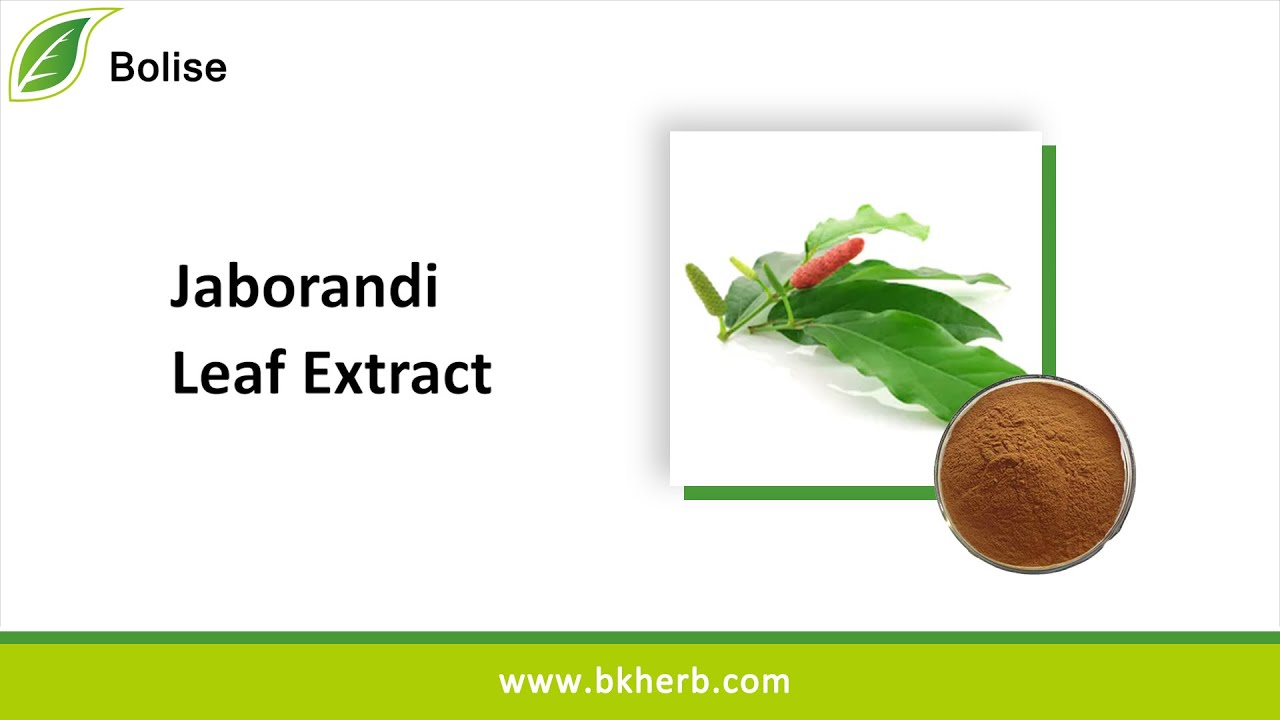 Jaborandi Leaf Extract, Pilocarpine, Health Benefits, Manufacturer ...