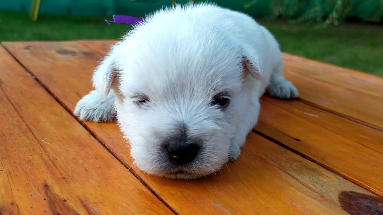 West Highland White Terrier - Cachorro Macho - YouTube