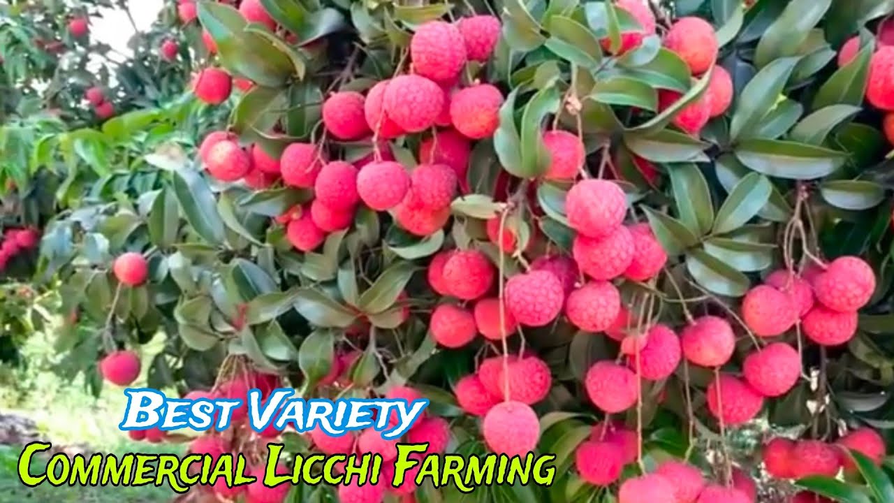 Licchi commercial successful farming || China 3 Licchi,Ata Licchi ...