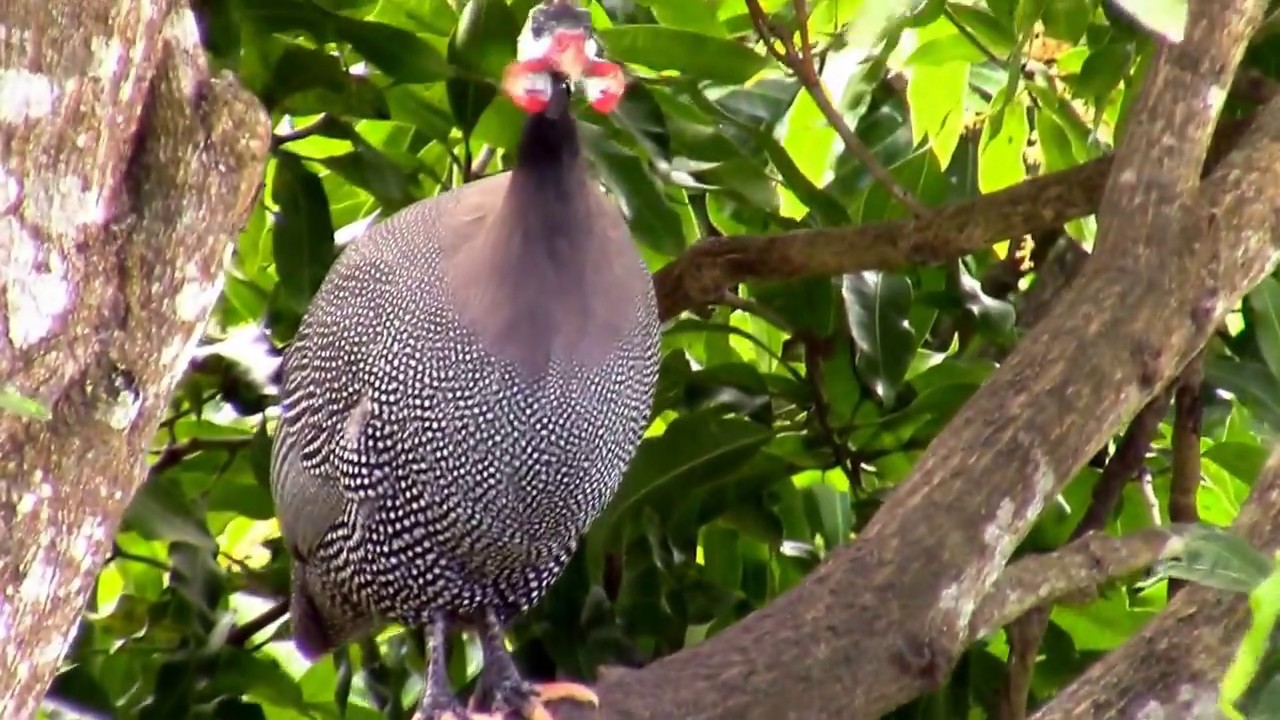 Guinea fowl calling and preening. - YouTube
