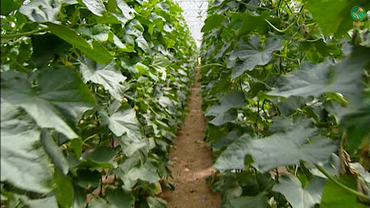 BUJKU – Selmon Shala me familje 23 antareshe te kenaqur me pune ...