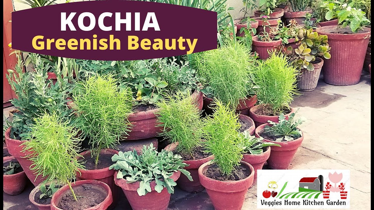 Kochia Plants healthy bushy growth explore the beauty at Asim Rooftop ...