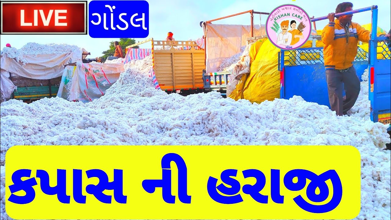 kapas na bajar bhav 24/06/2023 cotton crop price Gondal market yard na ...