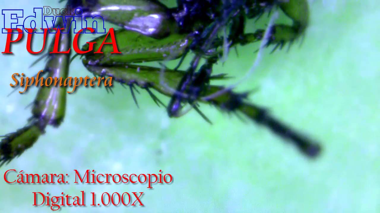 La Pulga Gigante - Insecto visto al Microscopio Digital 1000X - YouTube