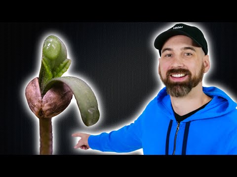 Step-by-Step Tutorial: Germinating & Planting Cannabis Seeds