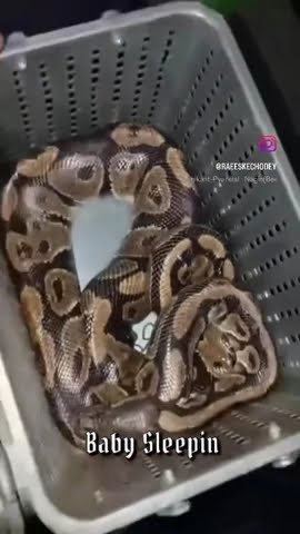 Python love 🐍🐍🐍 #animals #reptiles #python #nature #wildlife#snake ...