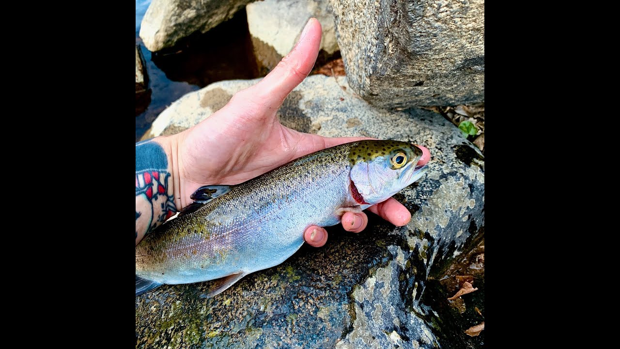 Trout fishing Patapsco river MD old footage before it was cool - YouTube