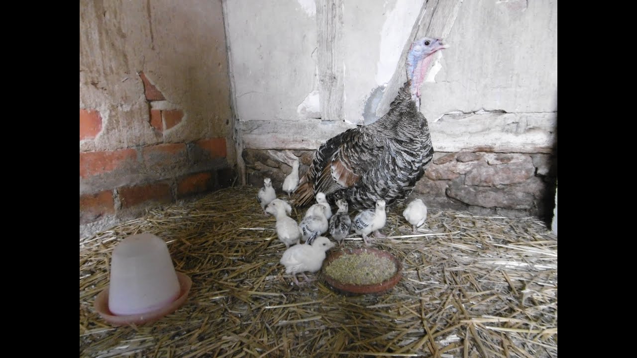 Ronquieres Turkey - 1 week old - YouTube