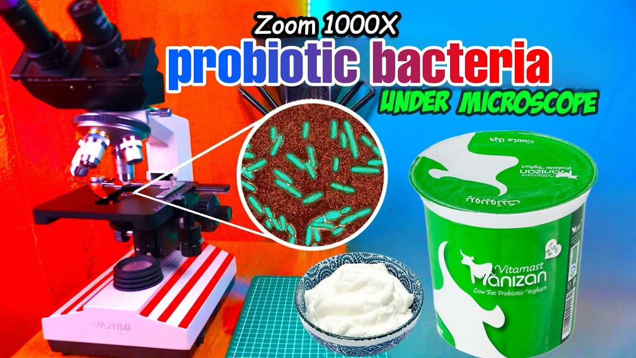 Division of beneficial bacteria in yogurt under the microscope|# ...
