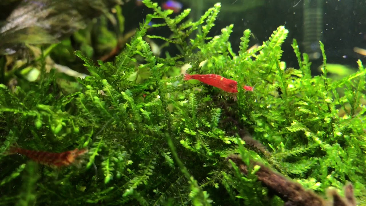 Majestic Evolution by Aquarium Gardens - YouTube