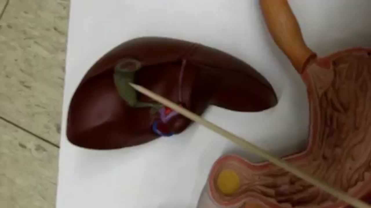 GI Board Model - YouTube