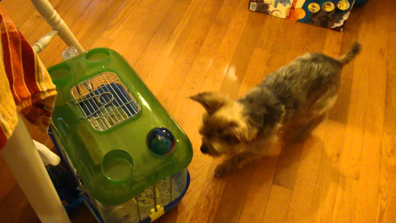 Yorkie Attacking Hamster.MP4 - YouTube