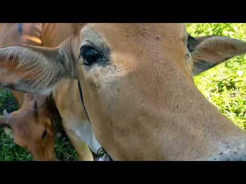 REZEKI TUKANG ANGON SAPI BALI, SAPI BISA JADI JINAK #sapibali #sapilokal