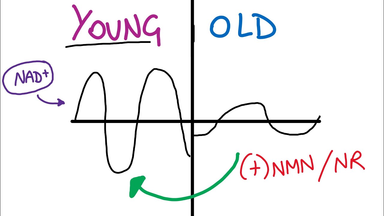 Supplementing NAD+ levels, circadian rhythm and aging. - YouTube