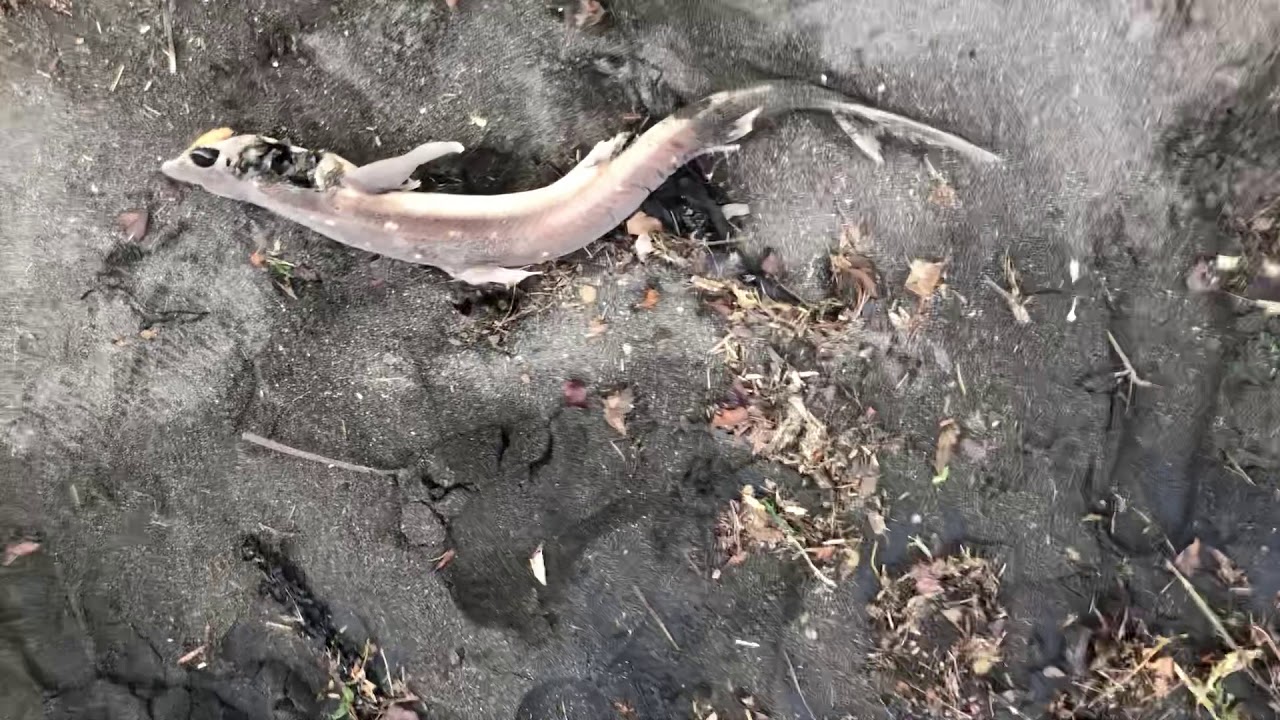 Something Fishy- Who can identify this fella? - YouTube