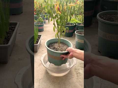 Right Way for Watering Potted Plants #farmingtech @HappyFarm85