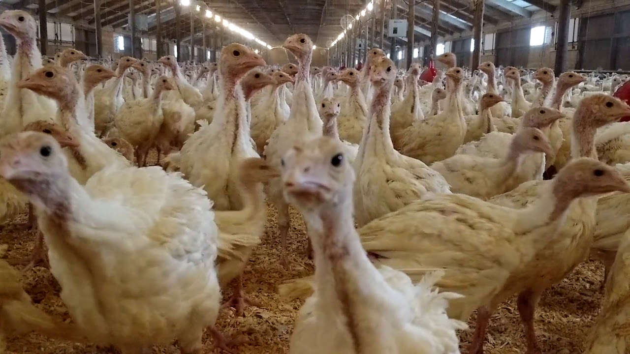 Turkeys in a barn at Meschke Poultry - YouTube