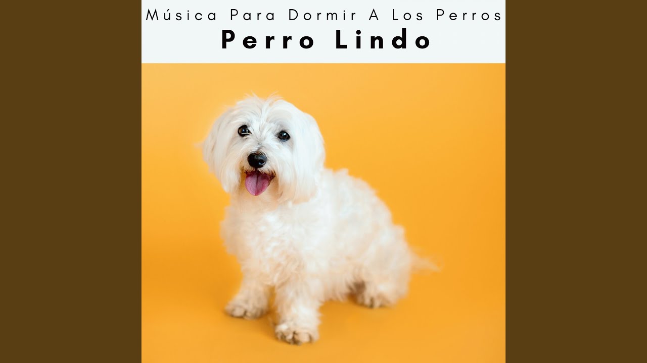 Esperando Dueño Relajar a un Perrito Sumiso - YouTube