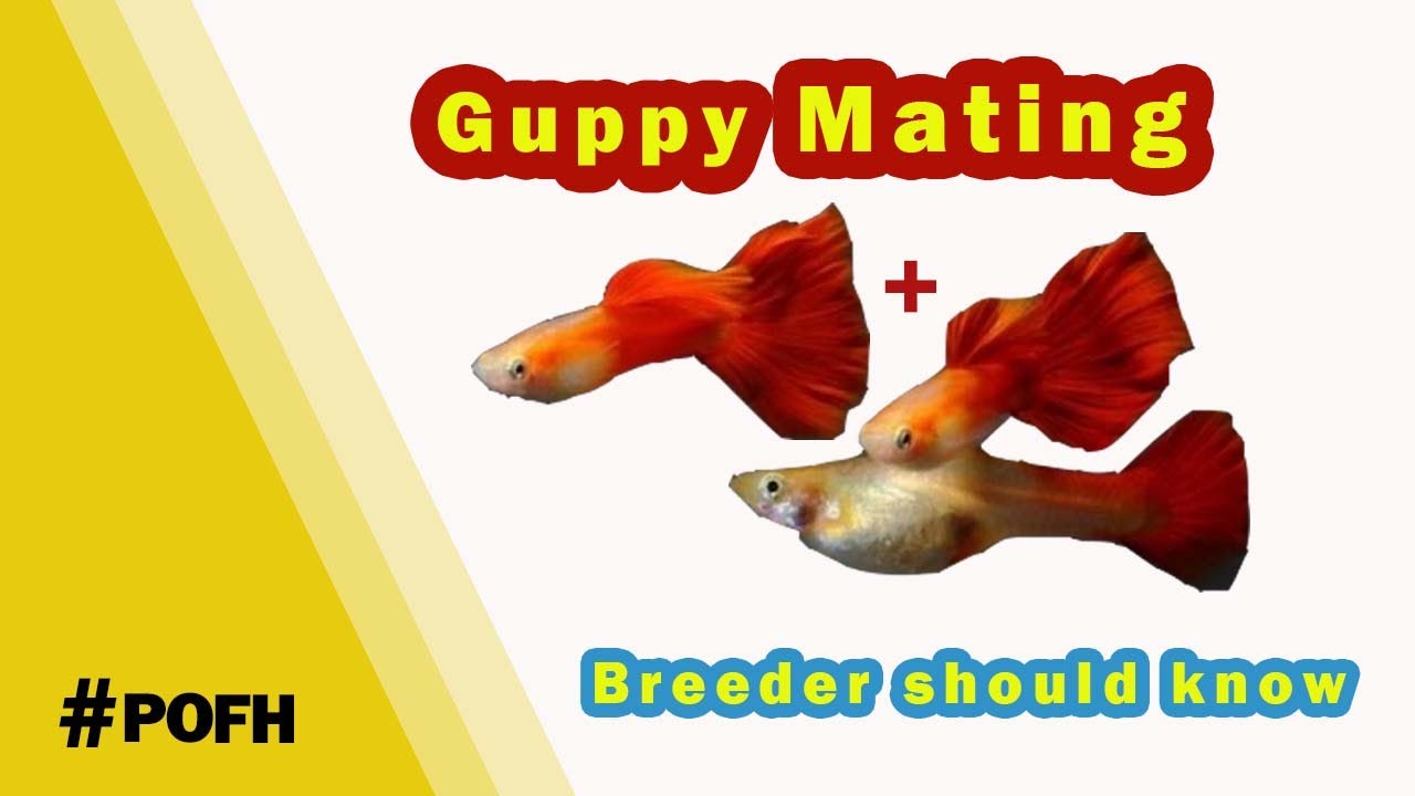 3 Basic Guppy Breeding - Understanding Guppy Mating P1 - YouTube