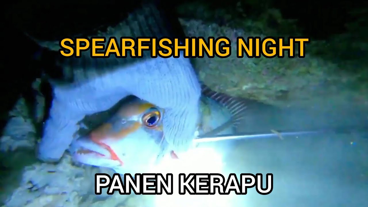eps 29 - memanah Ikan kerapu, kulit pasir, kakatua, baronang, gerot ...