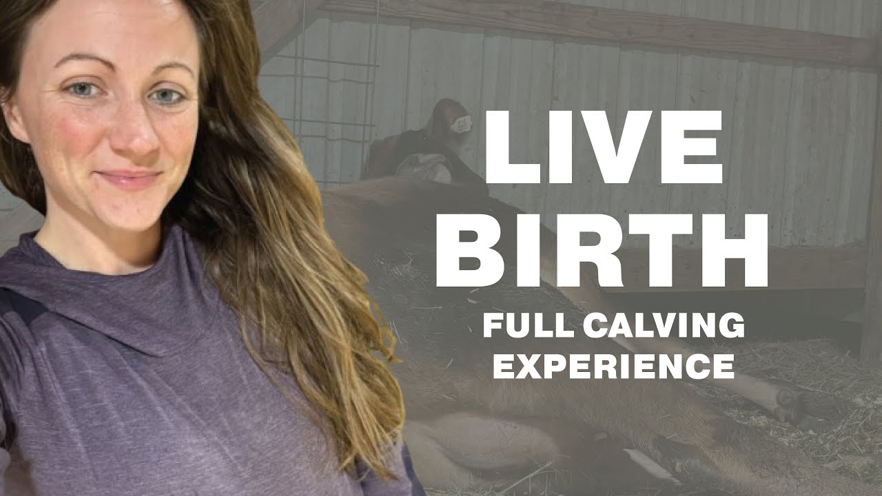 Calf Being Born | Jersey Cow Calving | Amazing experience of cow giving ...