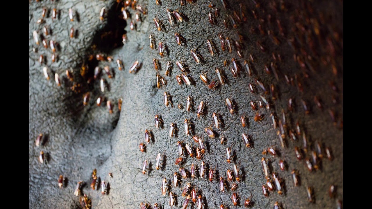 An extraordinary ecosystem in Borneo caves - YouTube