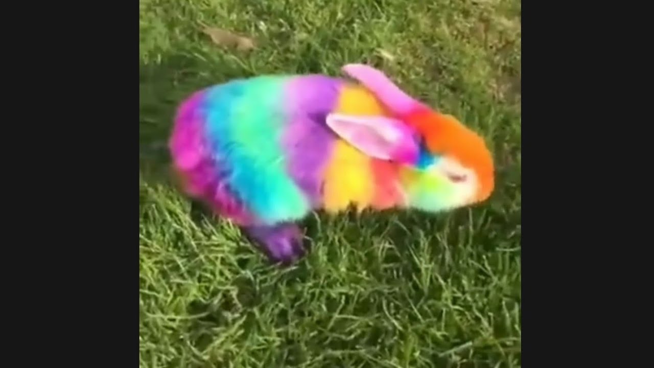 Rainbow Rabbit 🐰 - YouTube