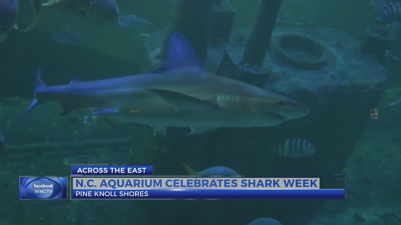 NC Aquarium at Pine Knoll Shores celebrating Shark Week - YouTube