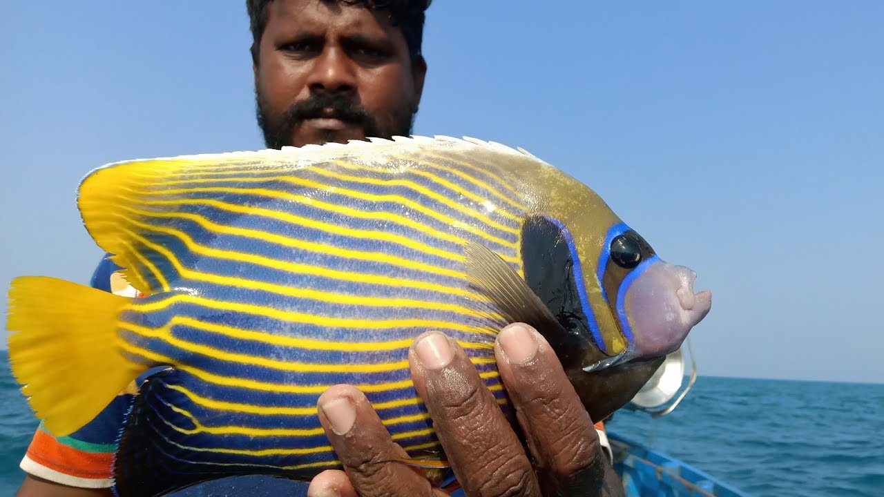 கண்ணை கவரும் அழகு வண்ண மீன்கள், சங்கரா மீன் / Beauty colour fishes ...