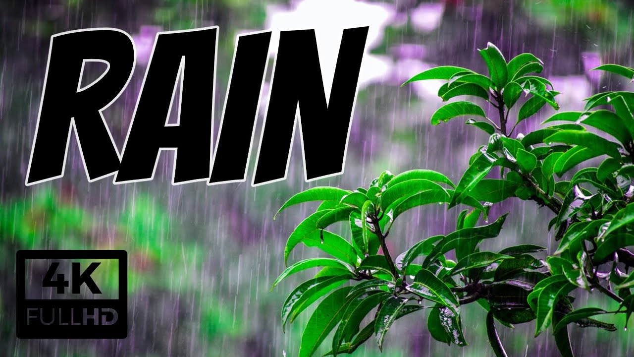 [4K] 15 Minutes Nature Rain Free Stock Footage | No Copyright Free to ...