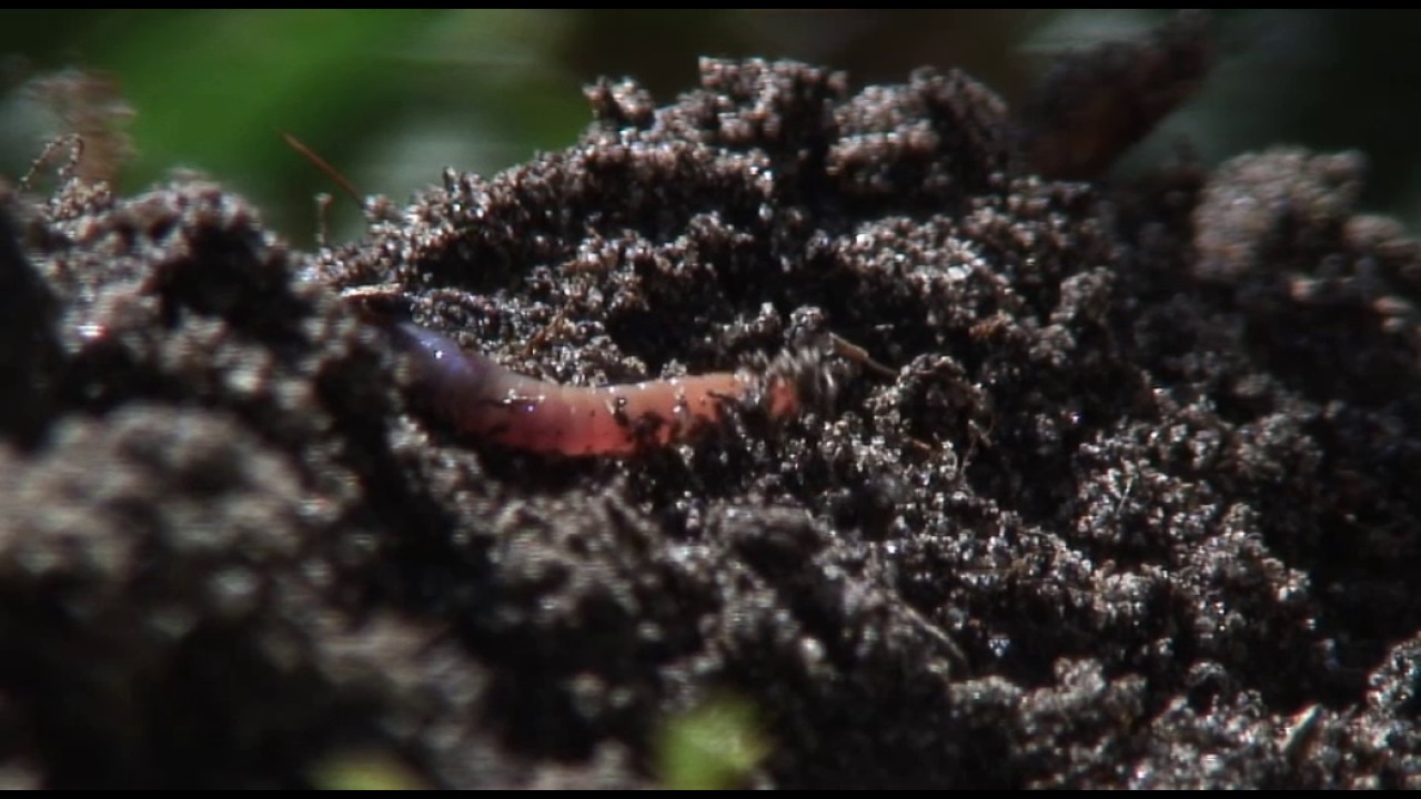 Regenworm in tuin Eemnes - YouTube