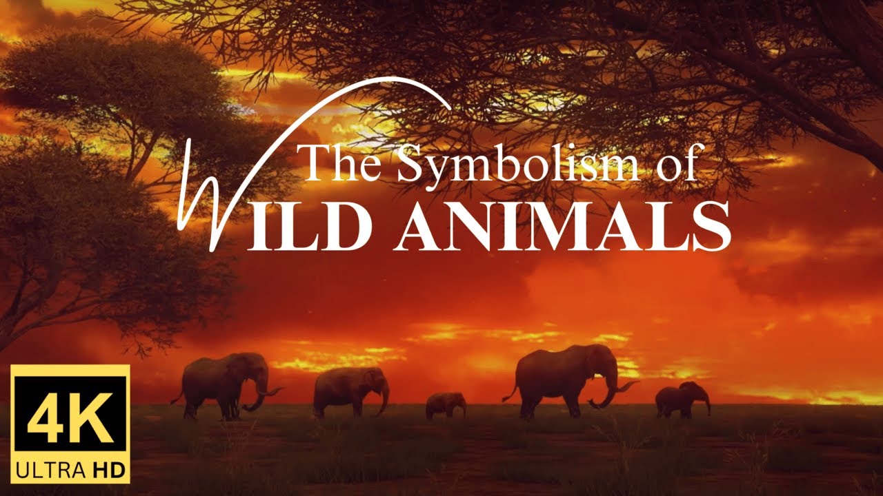 The Symbolism of Wild Animals Across Cultures and Religions - YouTube