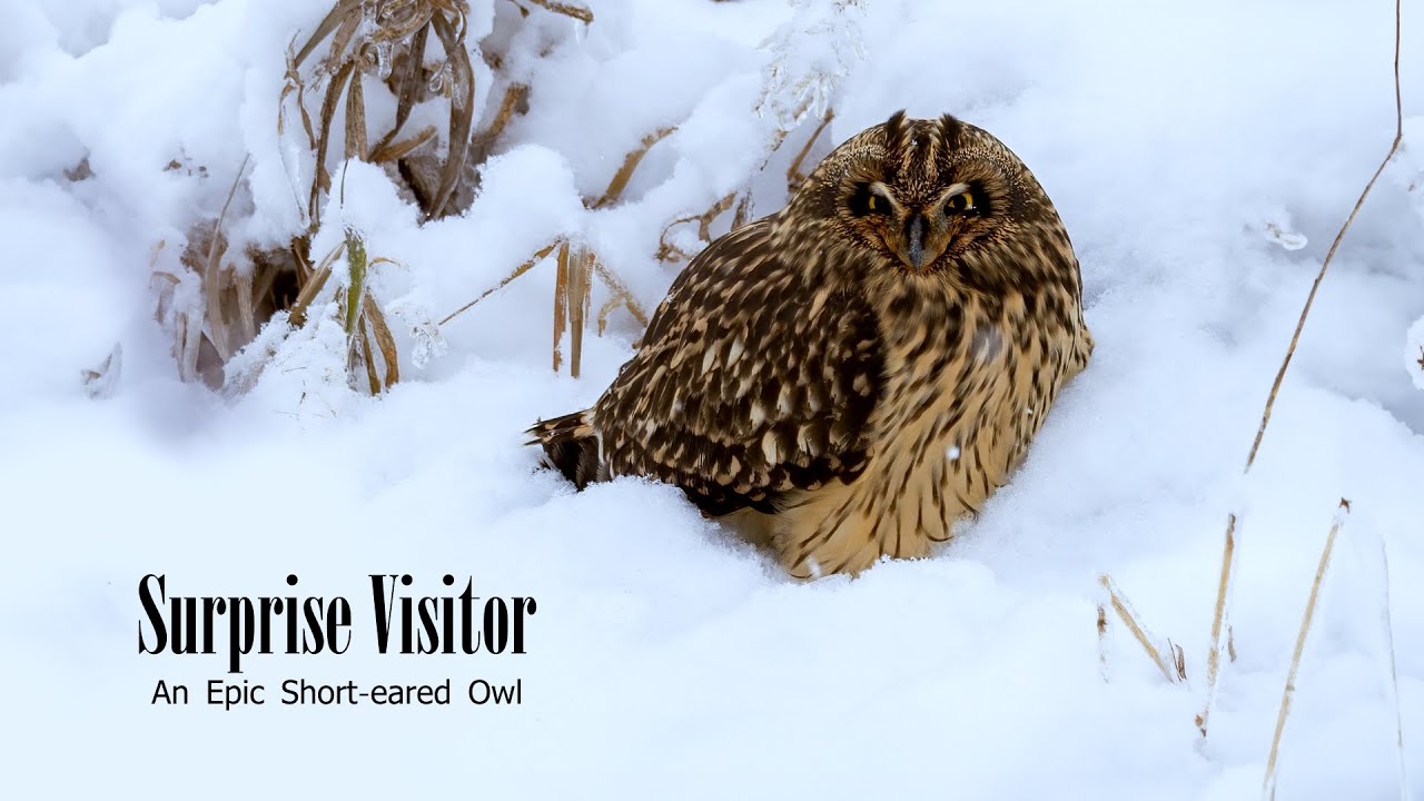 Surprise Visitor - an Epic Short-eared Owl - YouTube