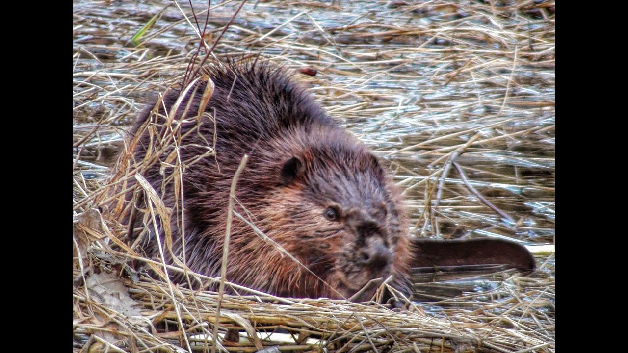 A beaver eats dry weeds in a small bay - YouTube
