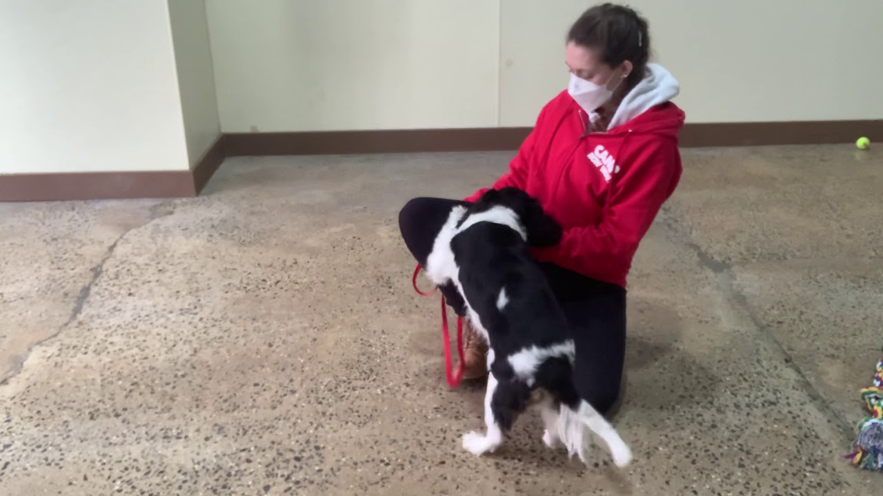 Maria The Dog Trainer & Trini 12/9/2020 - YouTube